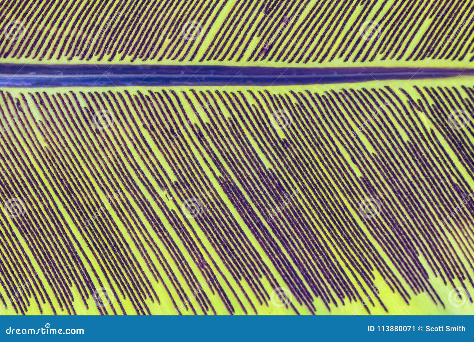 Leaf Spine Backlit Background. Stock Image - Image of flip, green ...