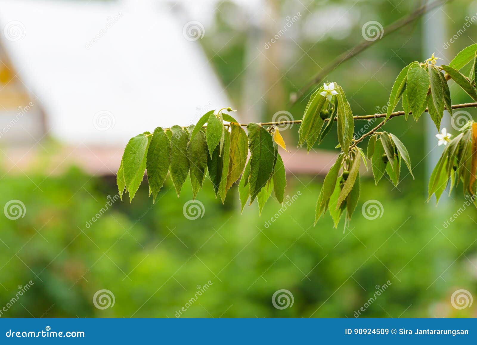 Natural Leaf Background stock image. Image of leafs, bright - 90924509