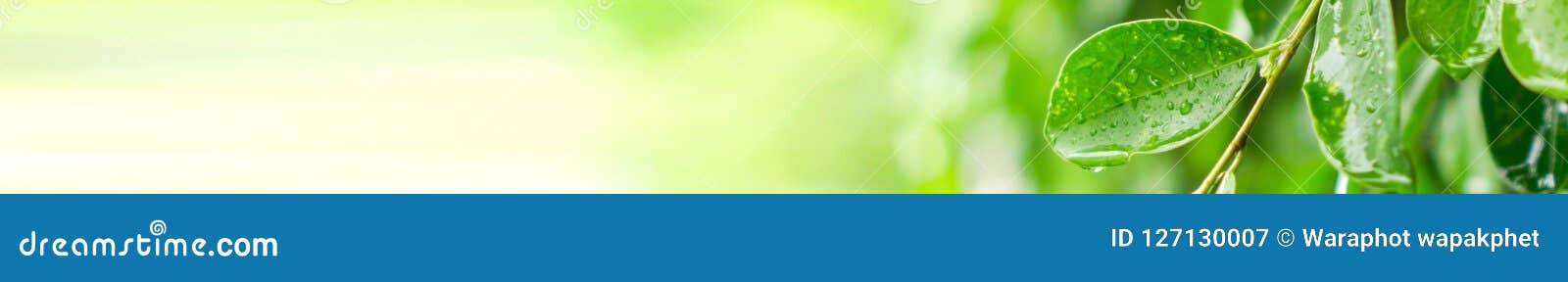 Natural Leaf Banner with Leaf Raindrops. Stock Image - Image of leaf ...