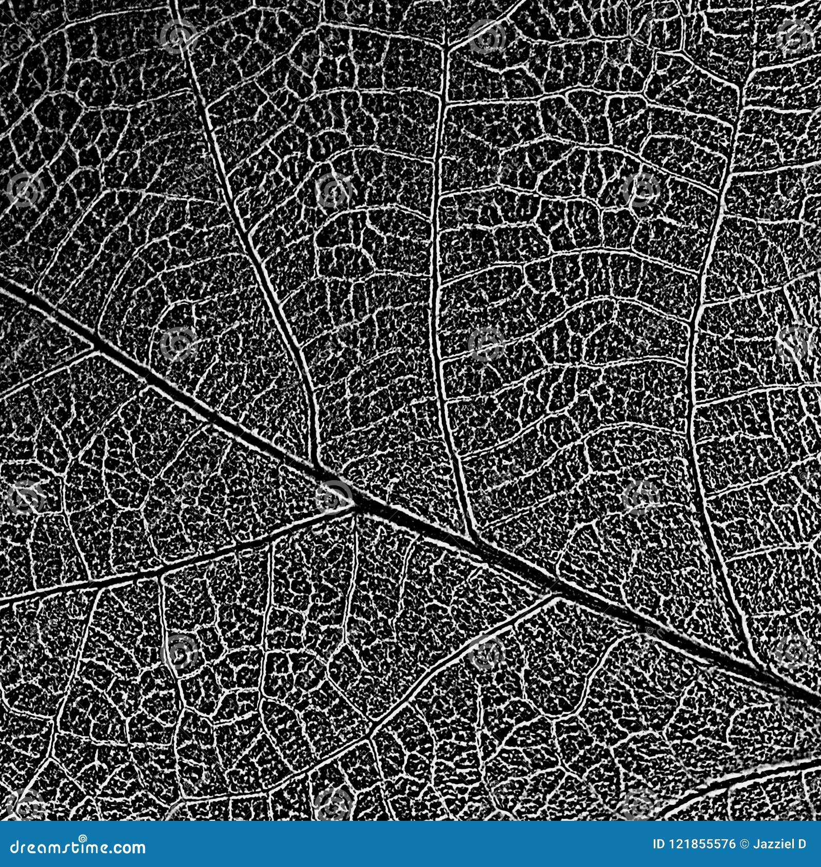 Natural Leaf Decolorized Texture with Streaky Mesh Stock Photo - Image ...