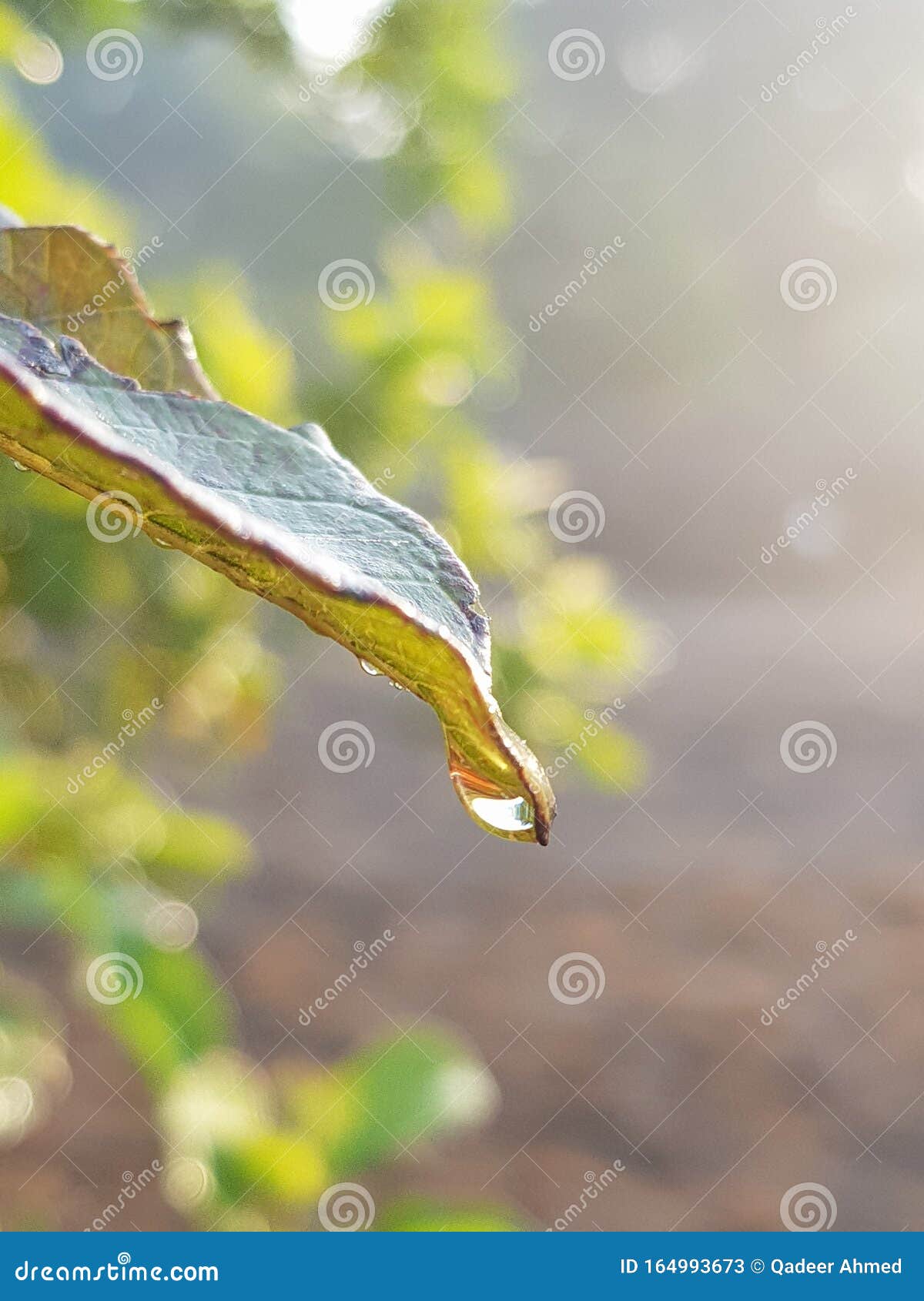 Natural Leaf and Drooping Water Photograph Stock Image - Image of ...