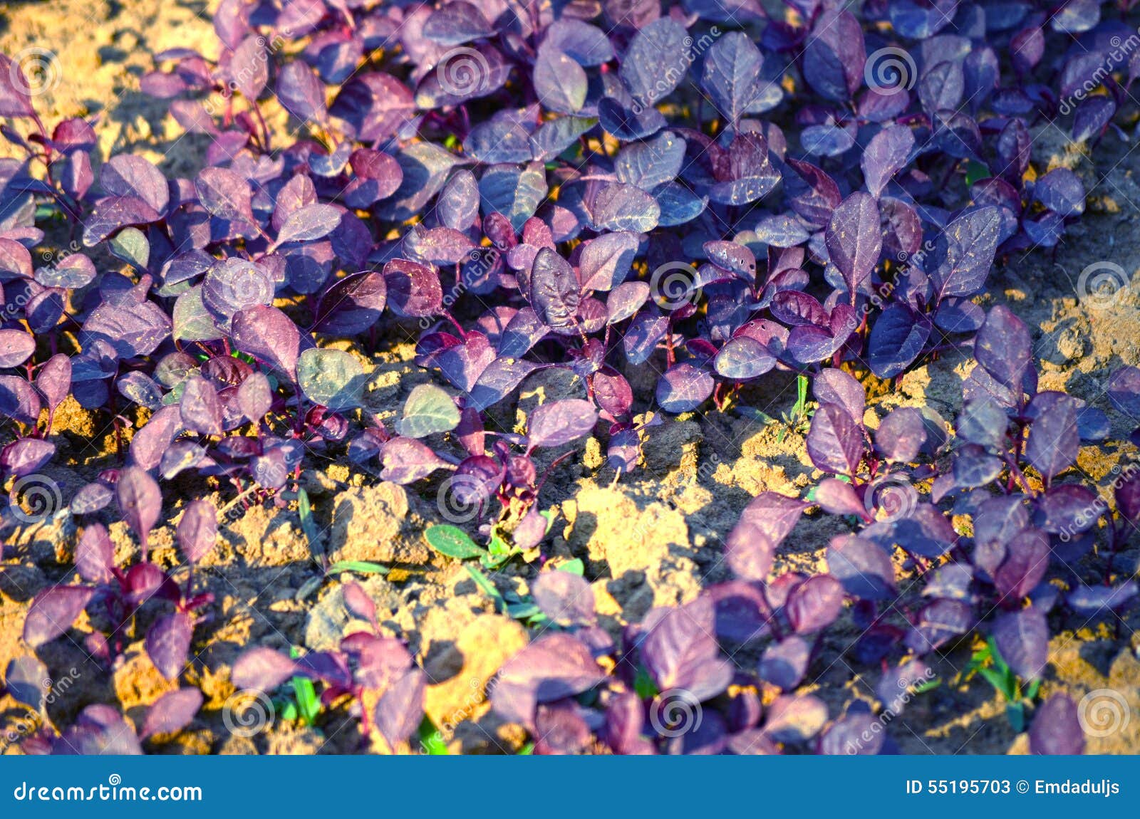 Natural Leaf Flower Background Stock Image - Image of leaf, grass: 55195703