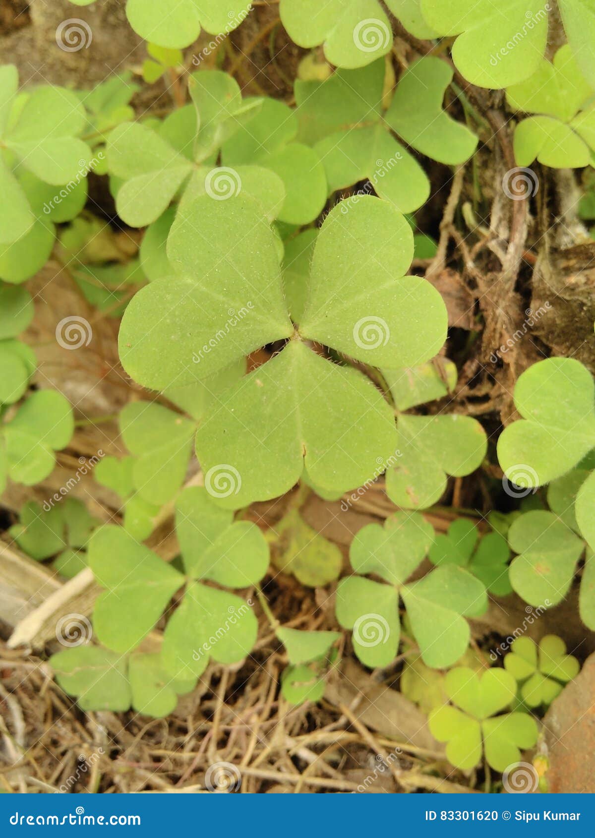 Natural leaf image stock photo. Image of leaf, naural - 83301620