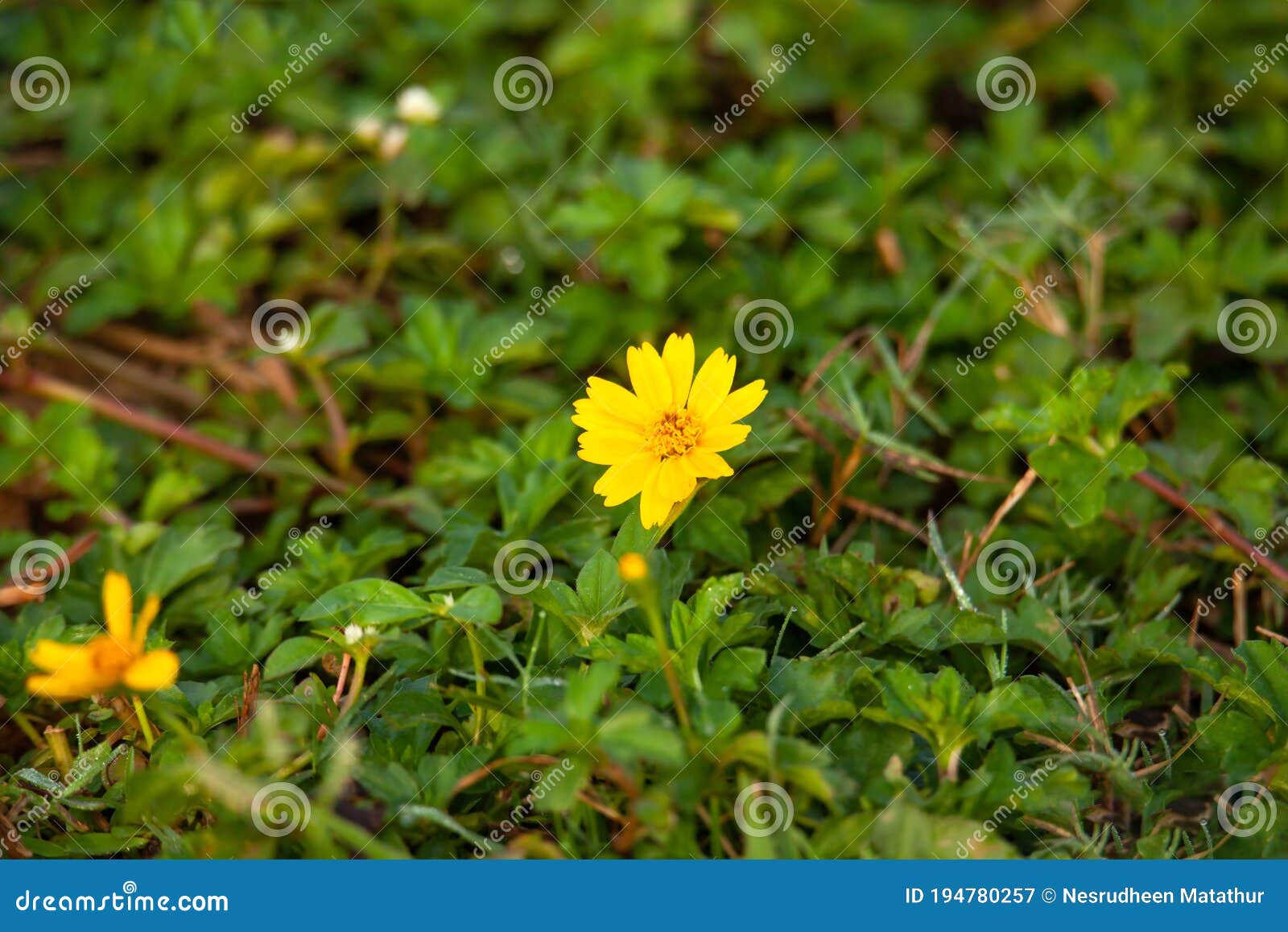 Natural Leaf Plant Color Background Stock Image - Image of bright ...