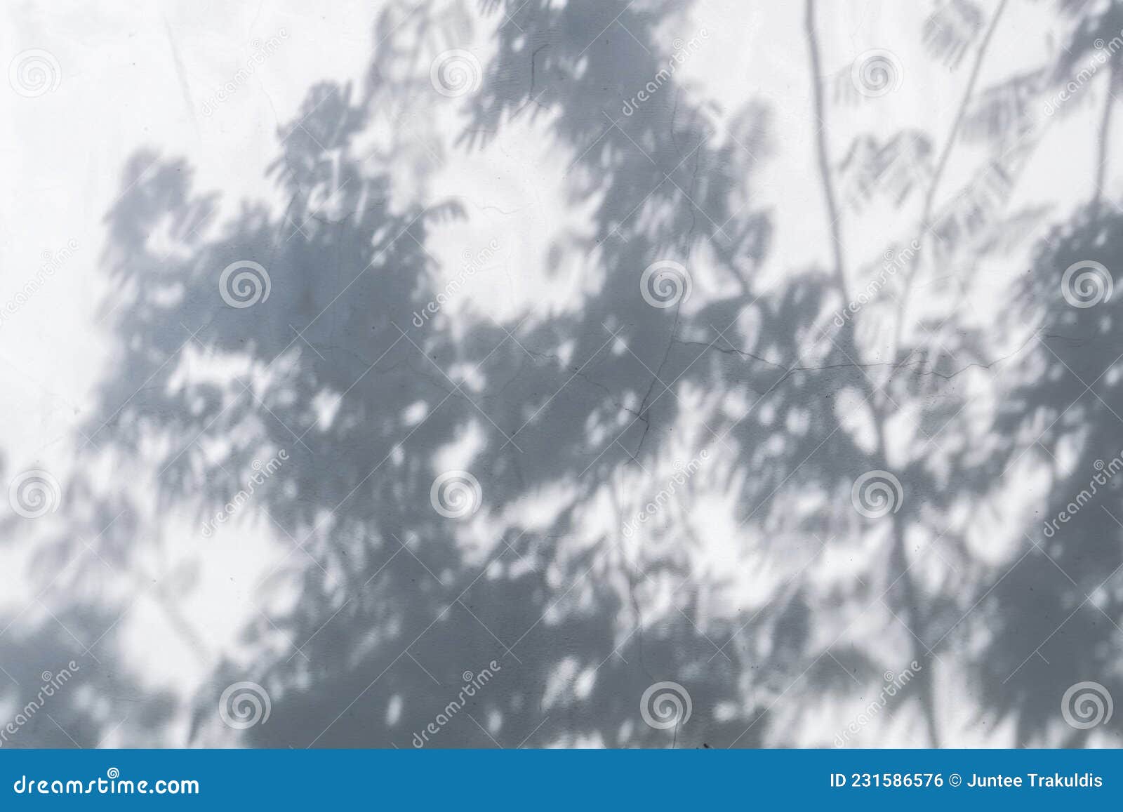 Natural leaf shadow stock photo. Image of background - 231586576