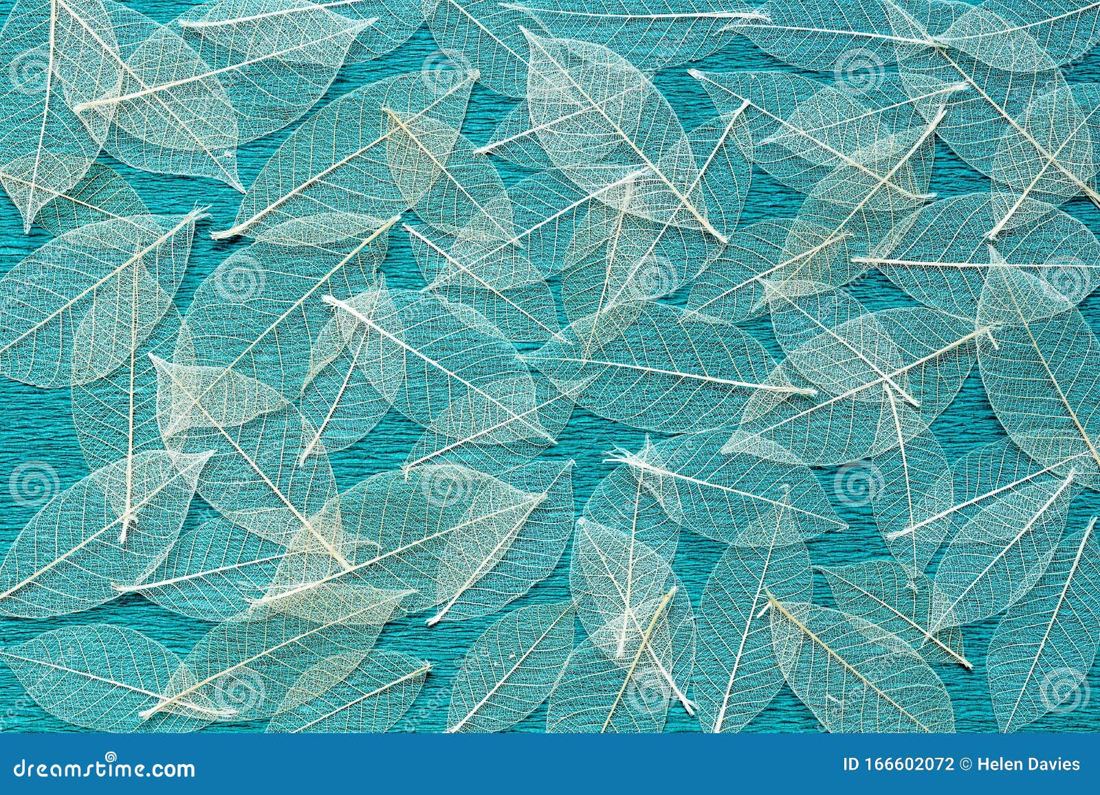 Natural Leaf Skeleton To Make an Abstract Background Stock Photo ...