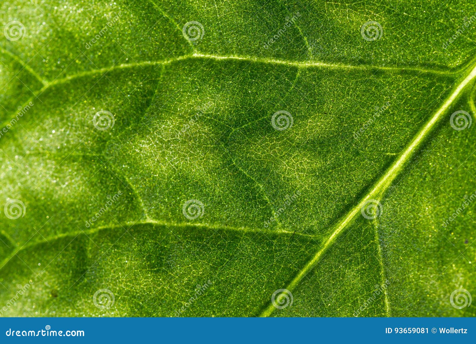 Natural leaf texture stock image. Image of healthy, soft - 93659081