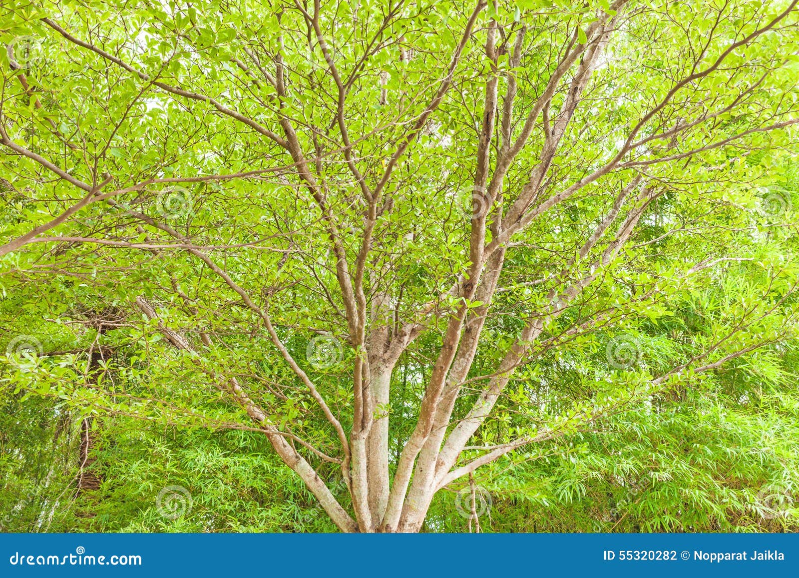 Natural Leaf and Tree Branch Texture Background Stock Photo - Image of ...