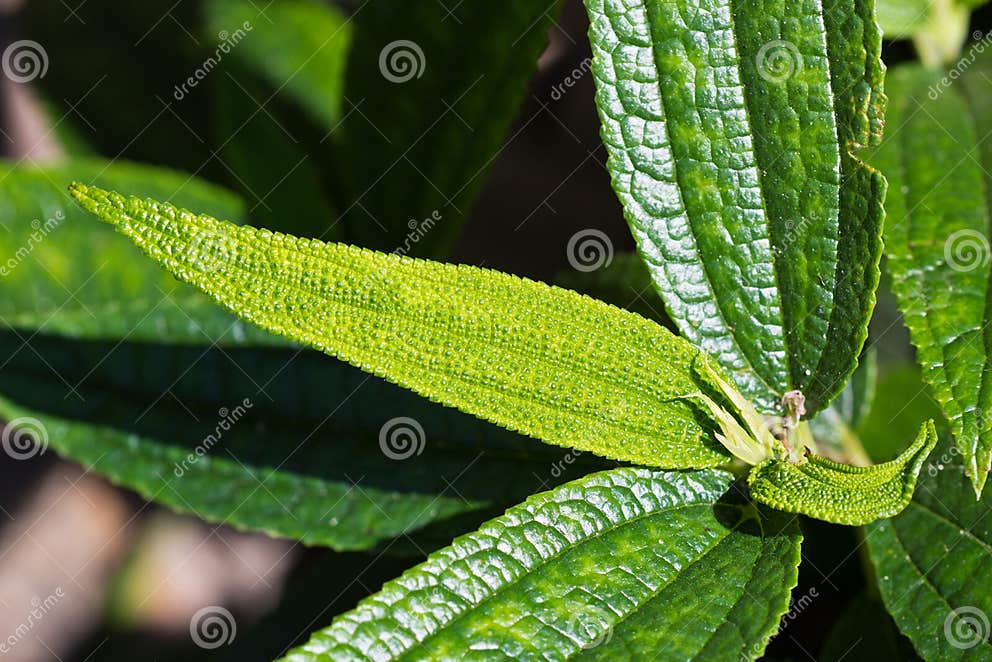 Natural Leafs stock image. Image of leaf, green, forest - 27792813