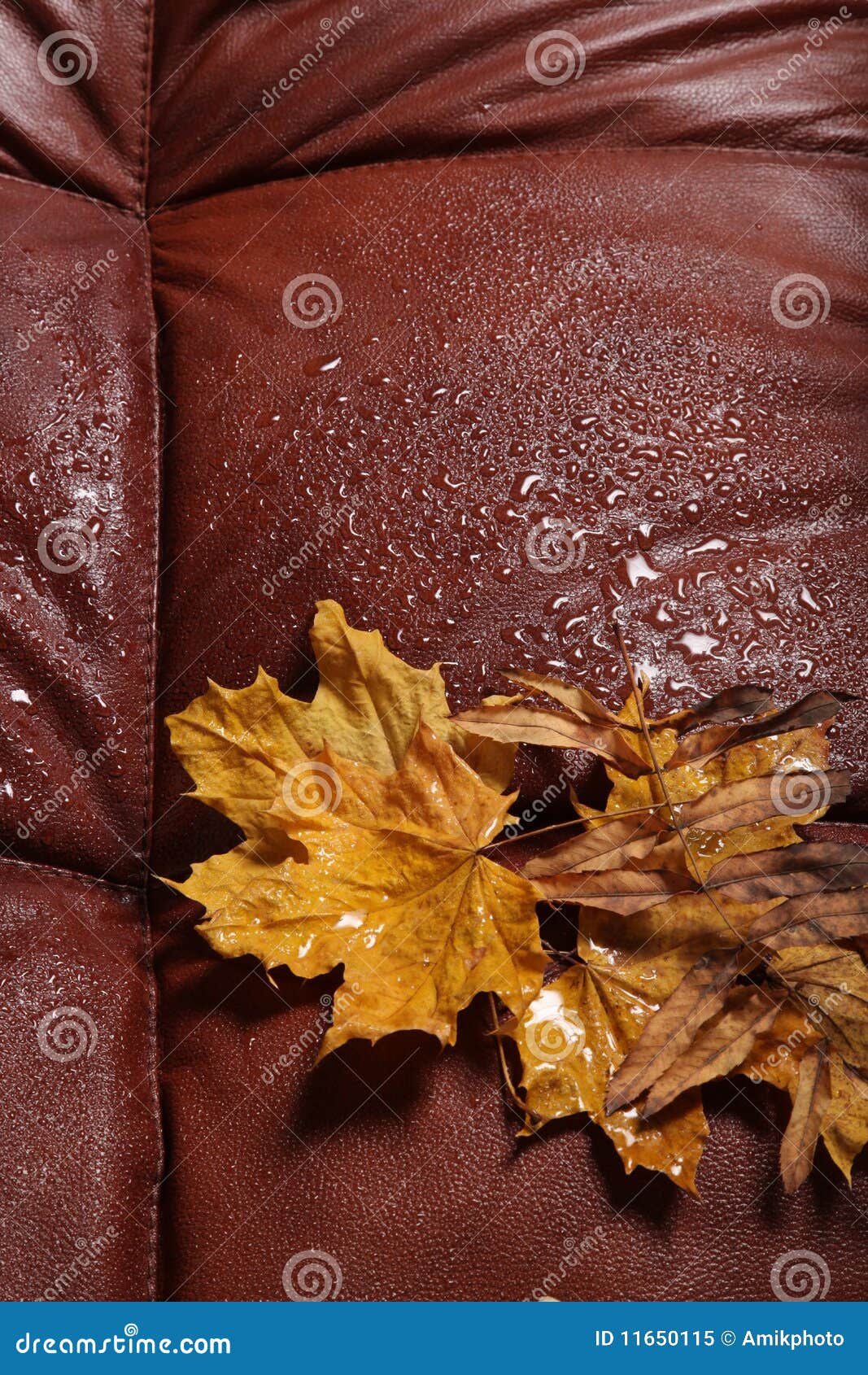 Autumn Prim Stock Photos - Free & Royalty-Free Stock Photos from Dreamstime