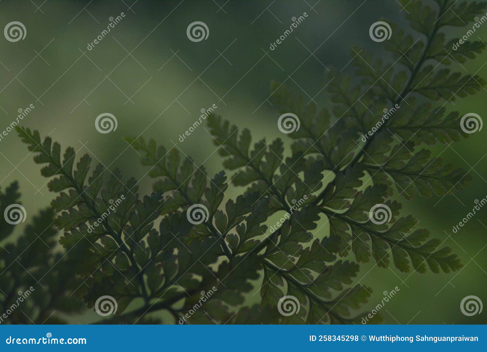 The Natural Leave in the Forest Stock Photo - Image of produce, natural ...