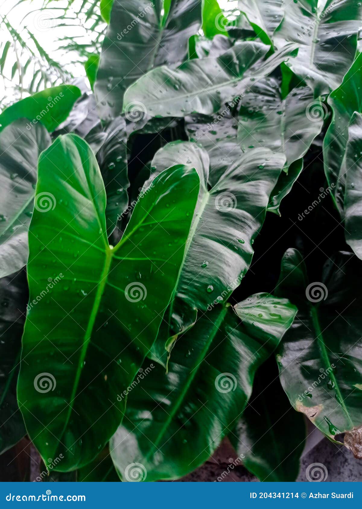 Natural Leave at the Garden Stock Photo - Image of flower, branch ...