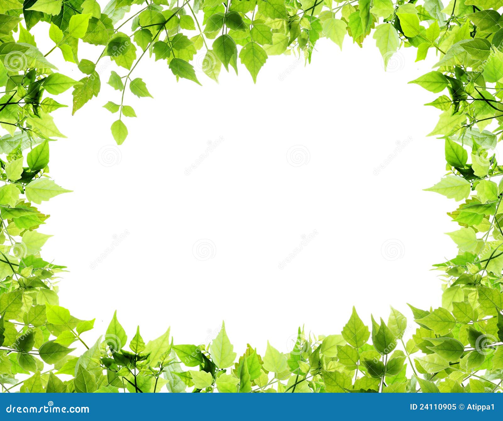 Natural Leaves Border Royalty Free Stock Photo - Image: 24110905 Natural Leaves Border Royalty Free Stock Photo - Image: 24110905