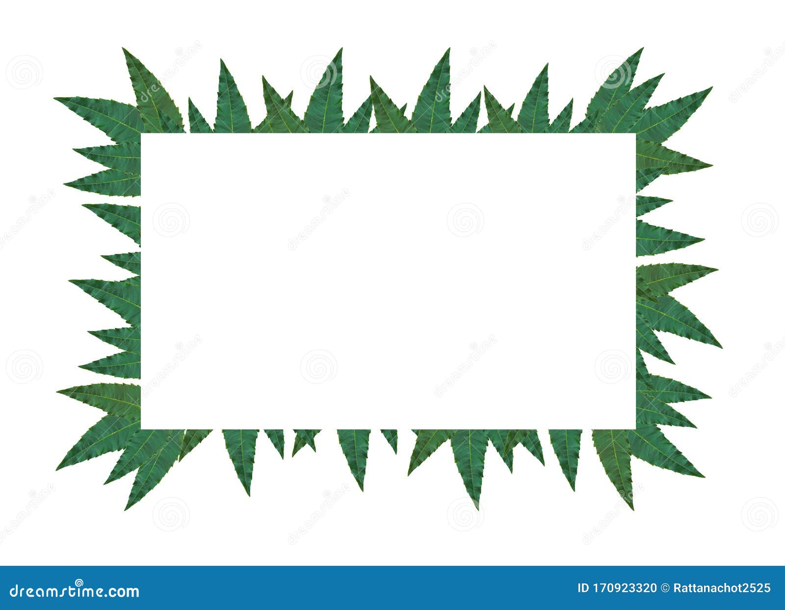 Natural Leaves Border on White Background Stock Photo - Image of green ...