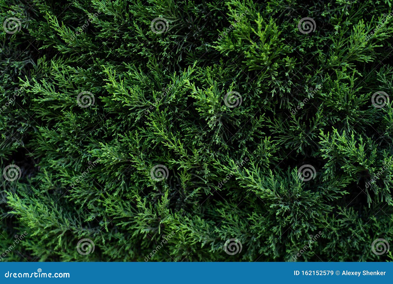 Natural leaves bushes stock image. Image of natural - 162152579
