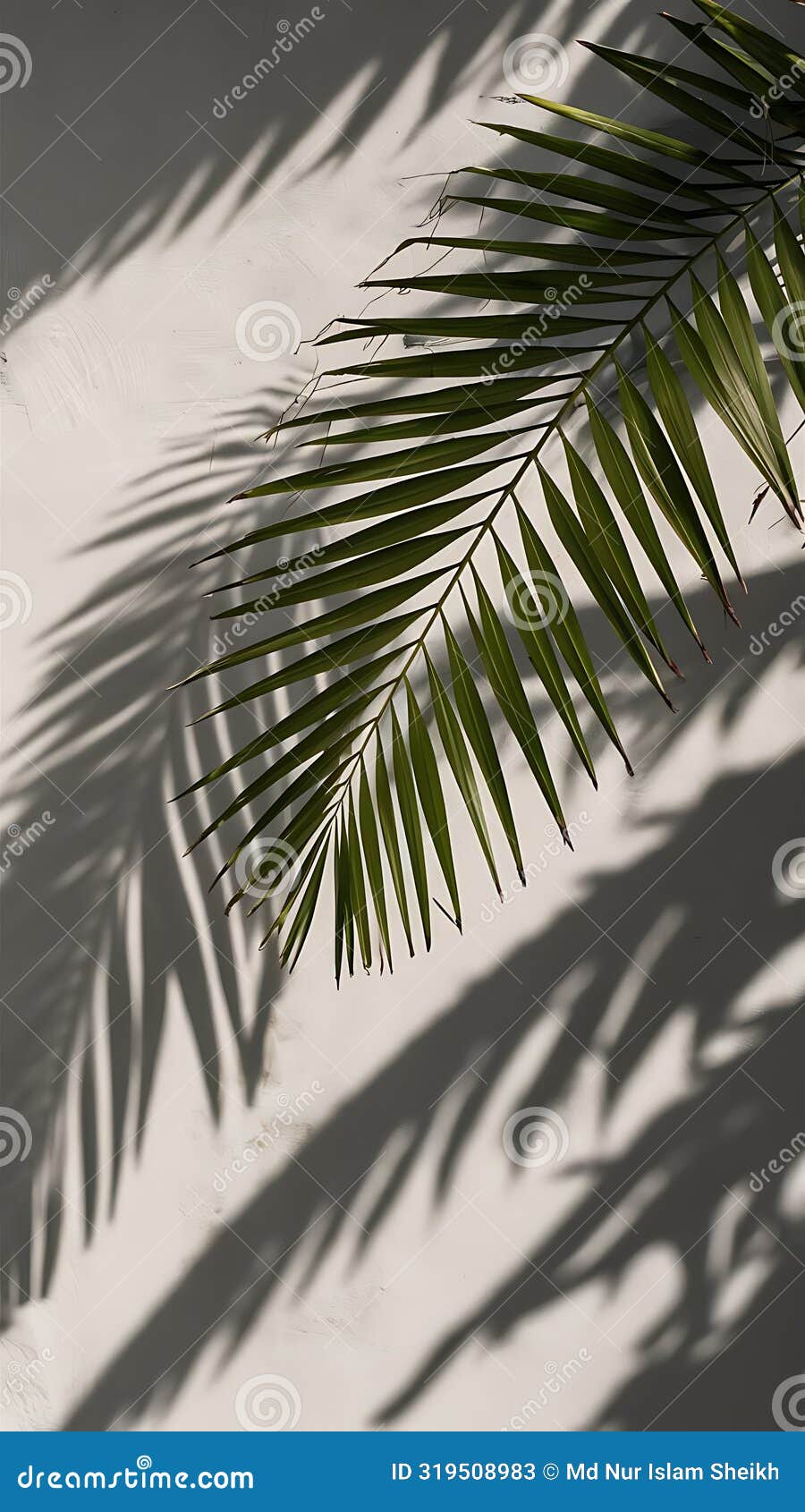 Natural Leaves Palm Tree Branch Falling on Wall Stock Illustration ...