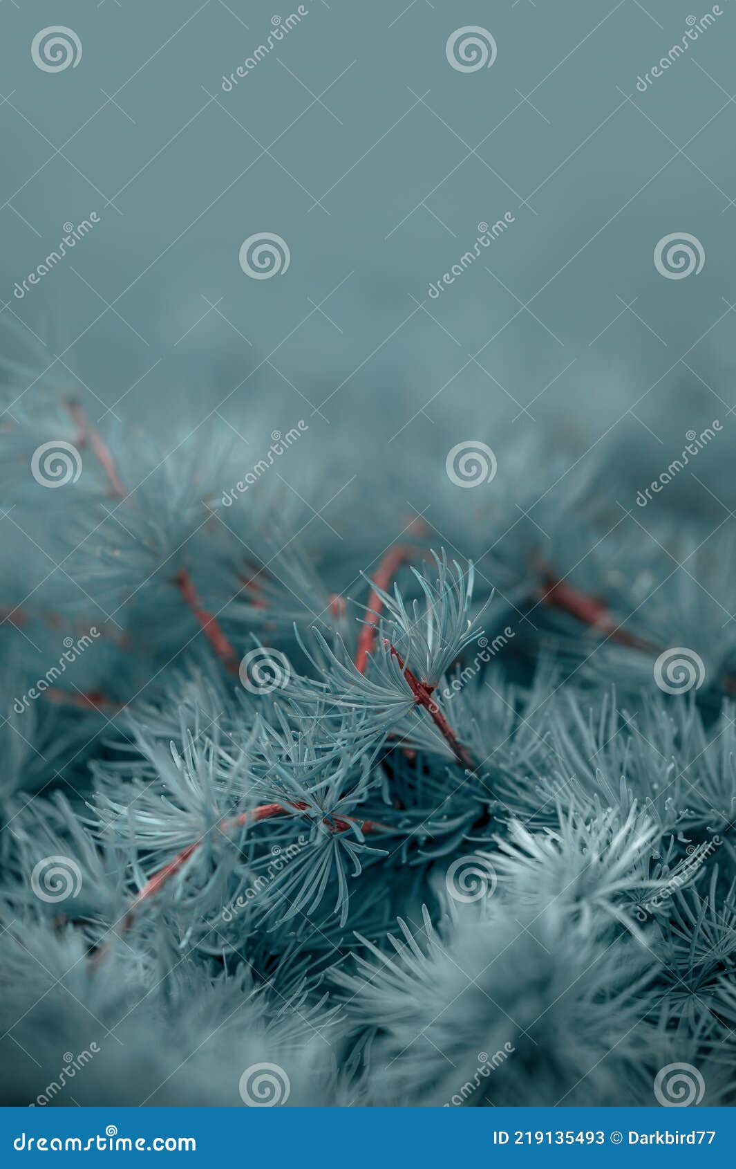 Natural Leaves of Pine Pattern Background Stock Image - Image of clean ...