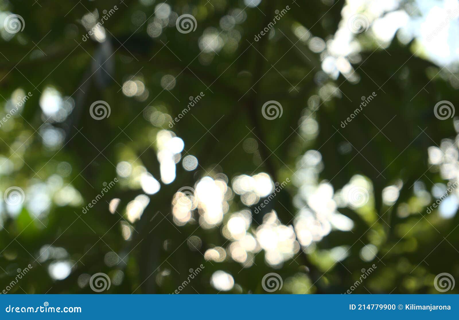 Natural Leaves, Plant, Under the Tree Abstract Texture Bokeh Background ...