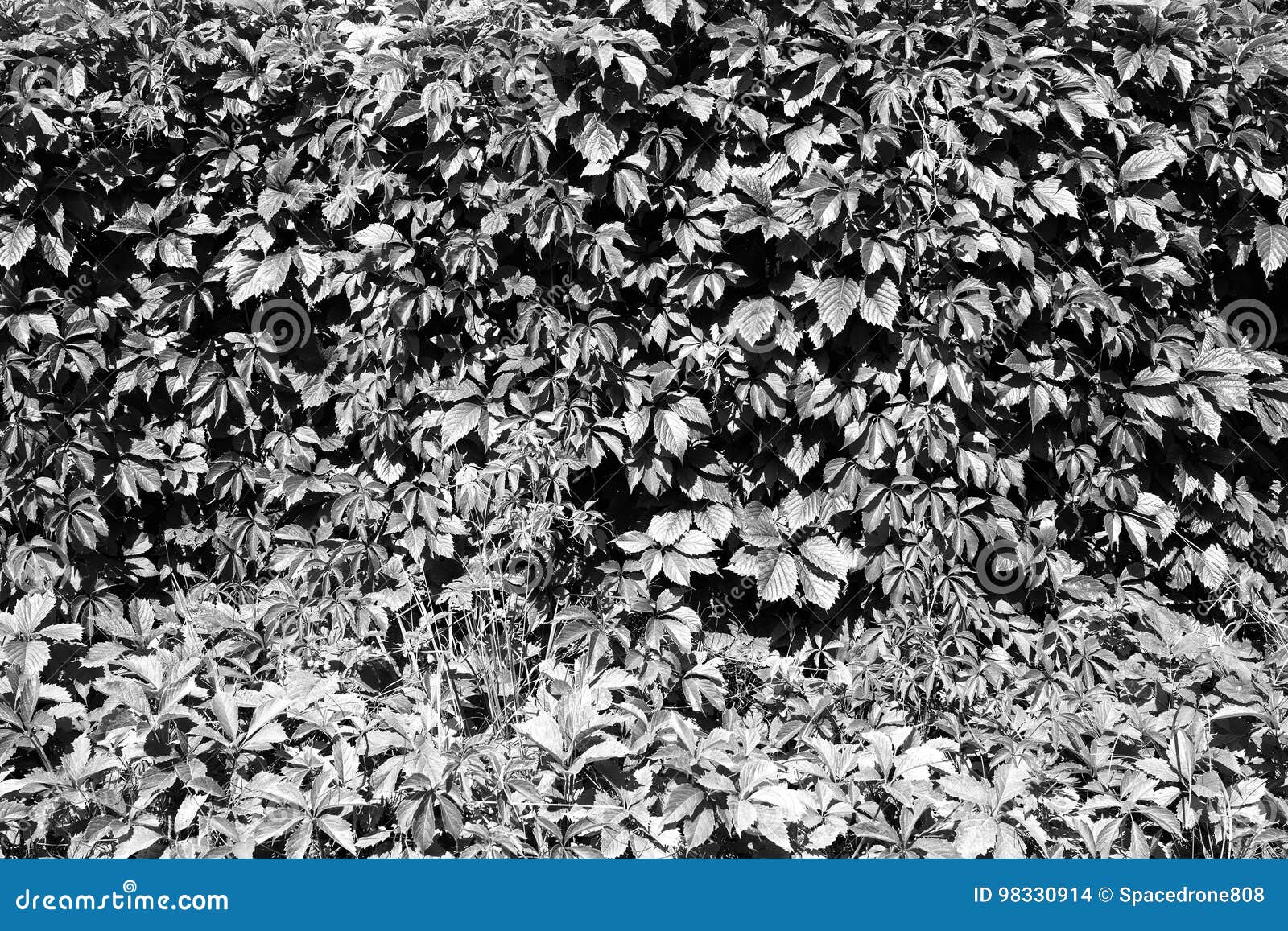 Natural Leaves Wall Textured Backdrop Stock Illustration - Illustration ...