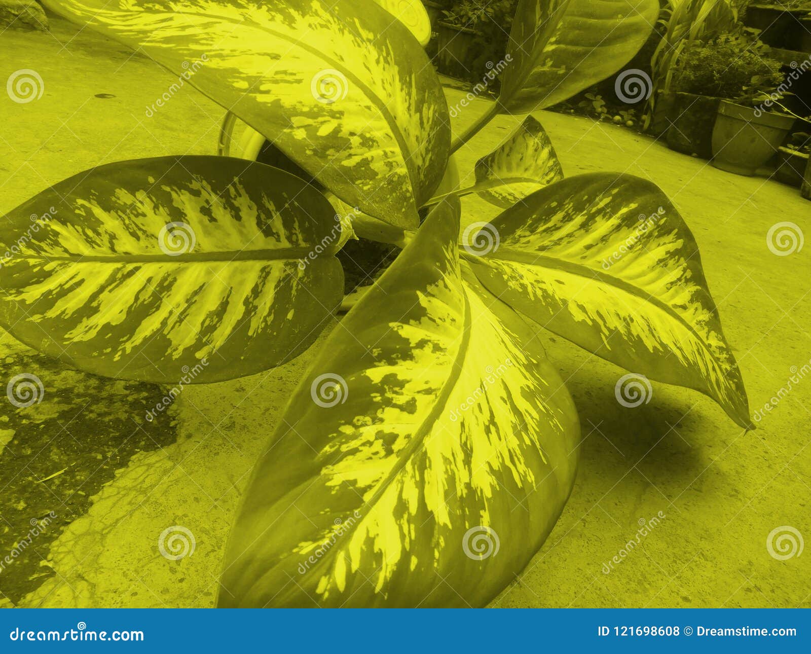 Edited Leaves in Different Colour Stock Photo - Image of shaded, leaf ...