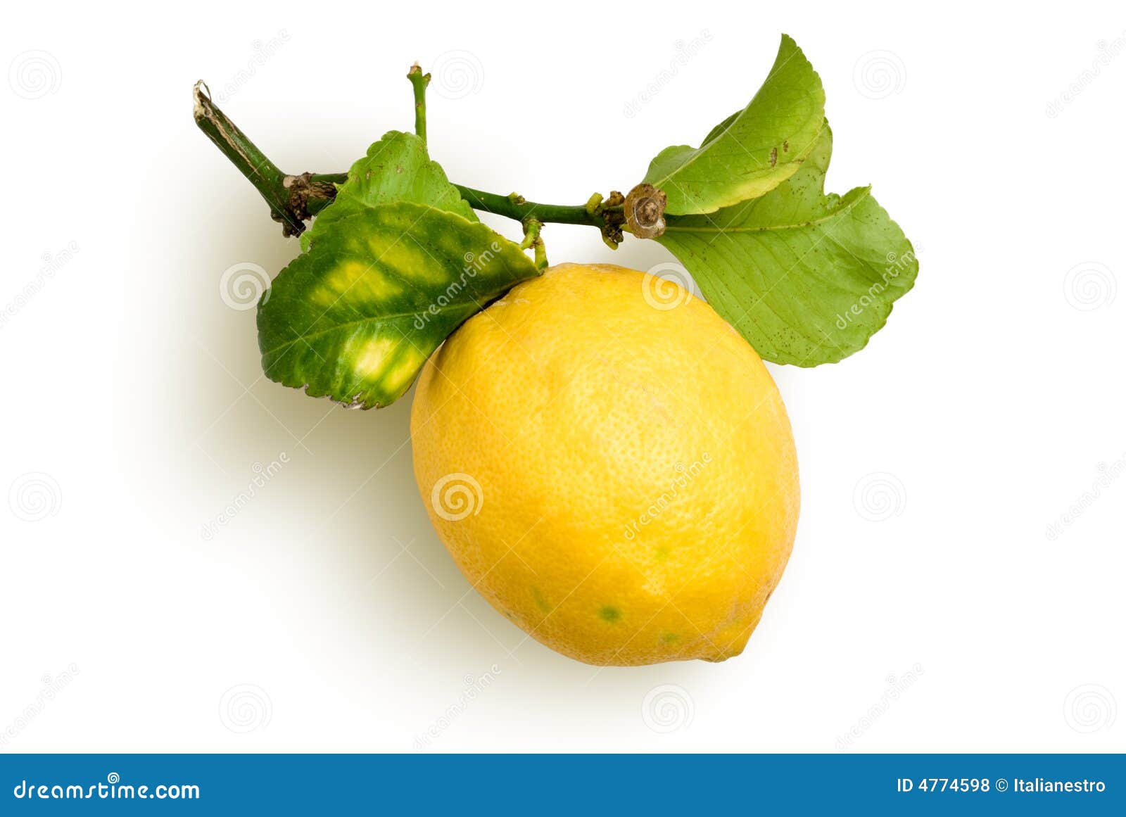 Natural lemon stock photo. Image of colour, healthy, lemonade - 4774598