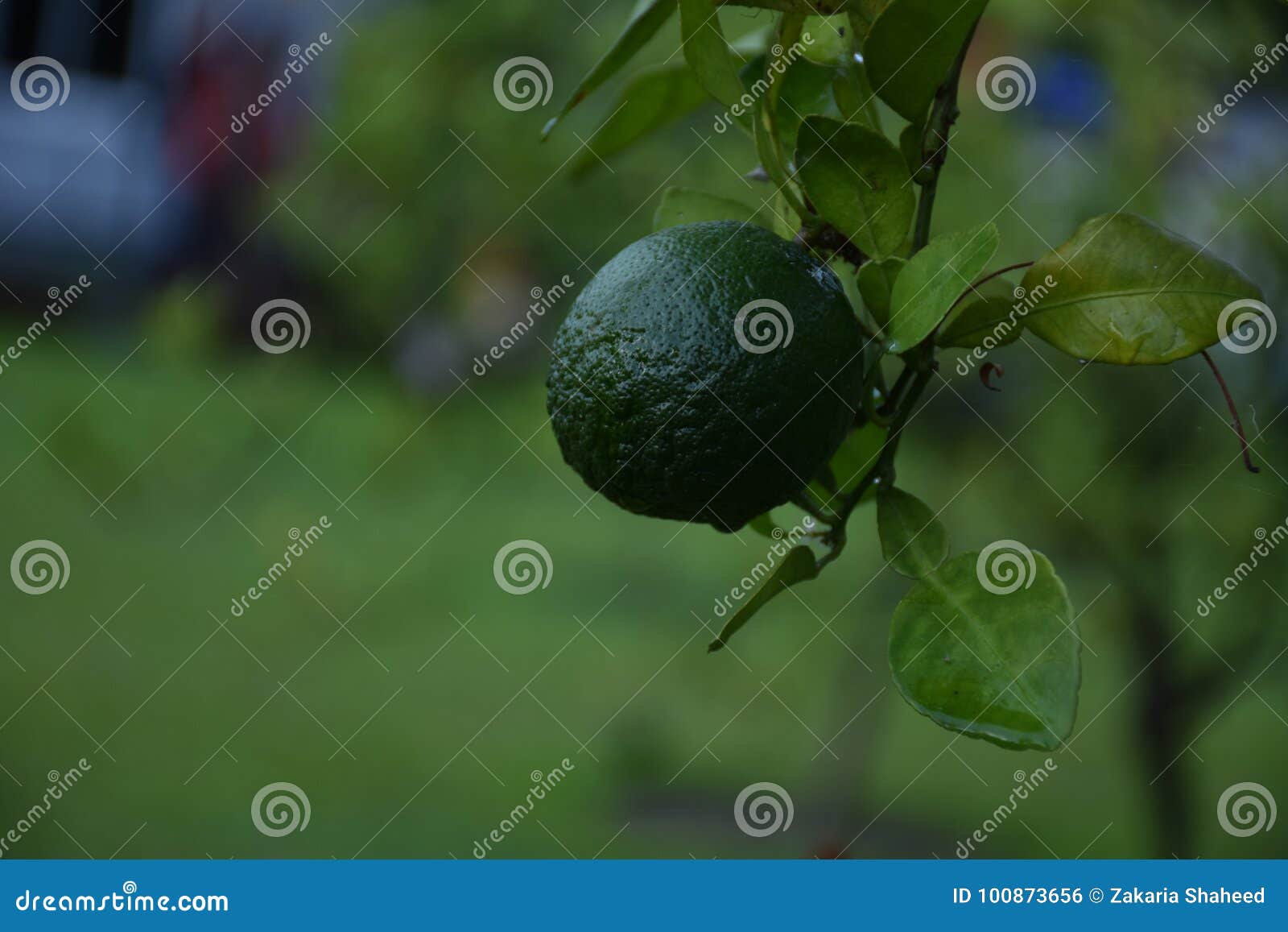 Green lemon stock photo. Image of lemon, form, flower - 100873656