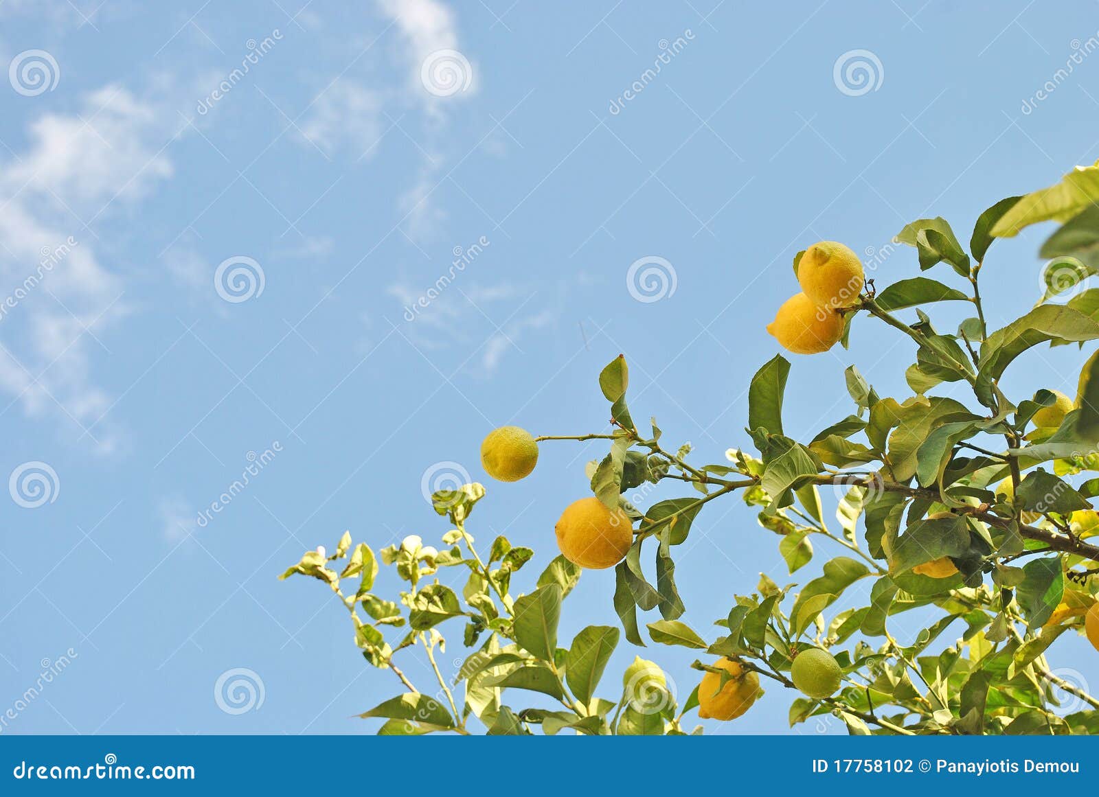 Natural lemon tree stock photo. Image of healthy, health - 17758102