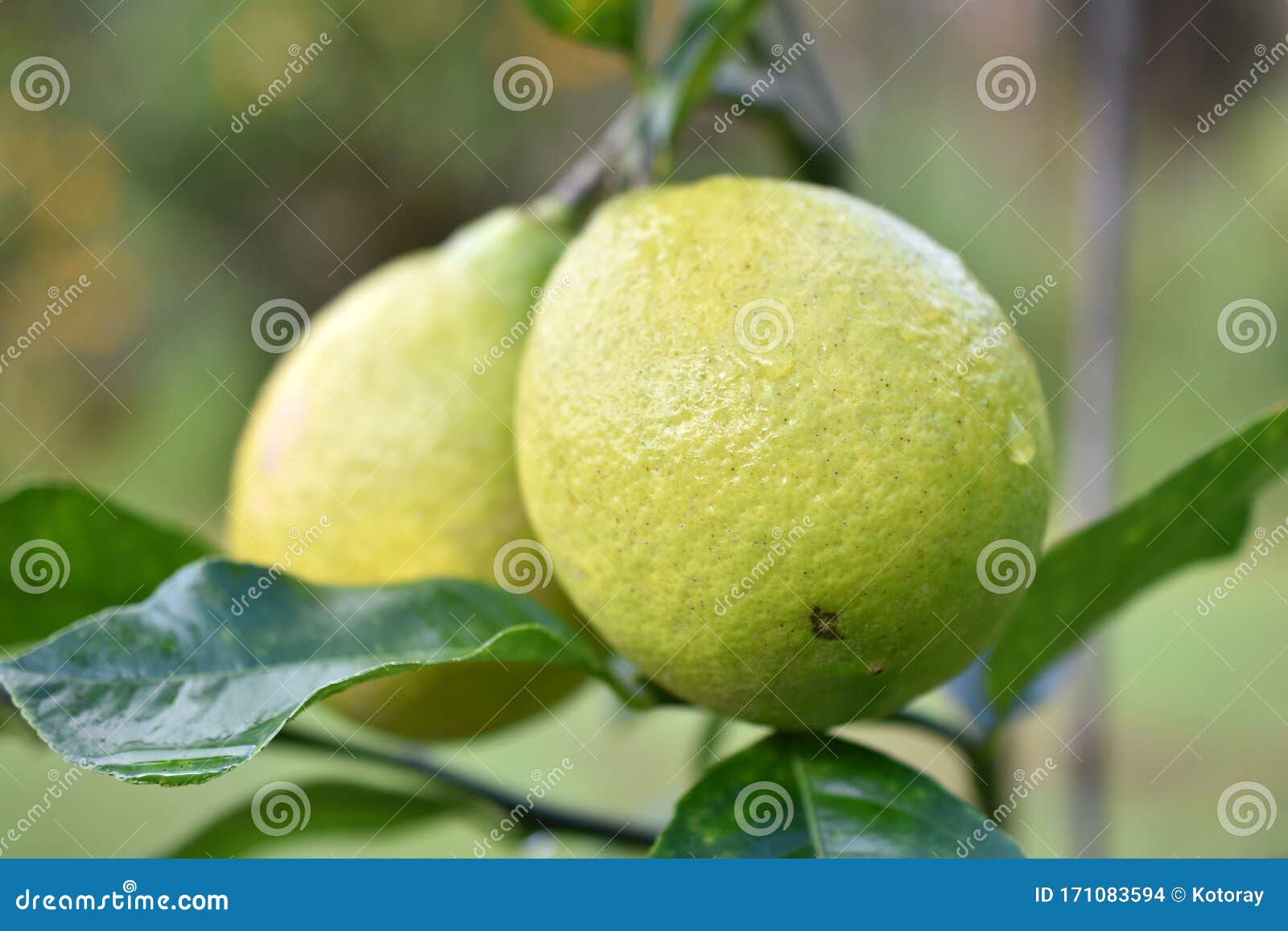 Natural Lemons in the Tree with Green Leaves Stock Photo - Image of ...