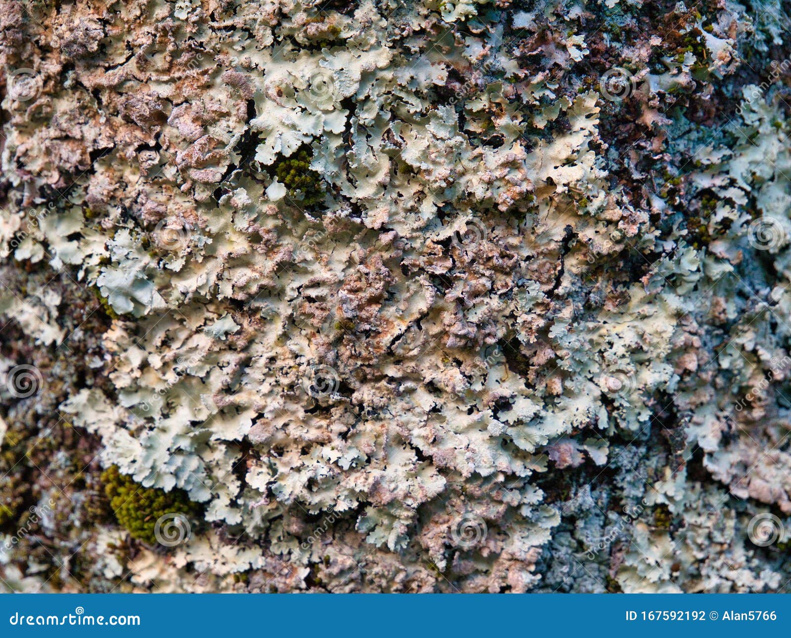 Natural Lichen Growing on the Trunk of a Maple Tree - Perhaps a ...