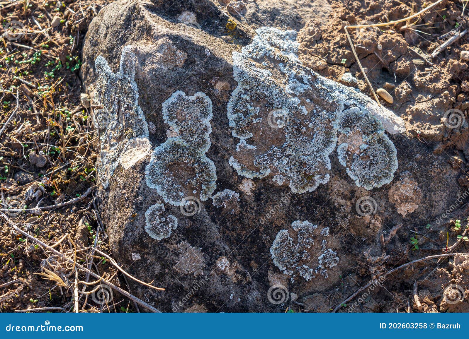 Natural Lichen Patterns on Stone Stock Photo - Image of wild, natural ...