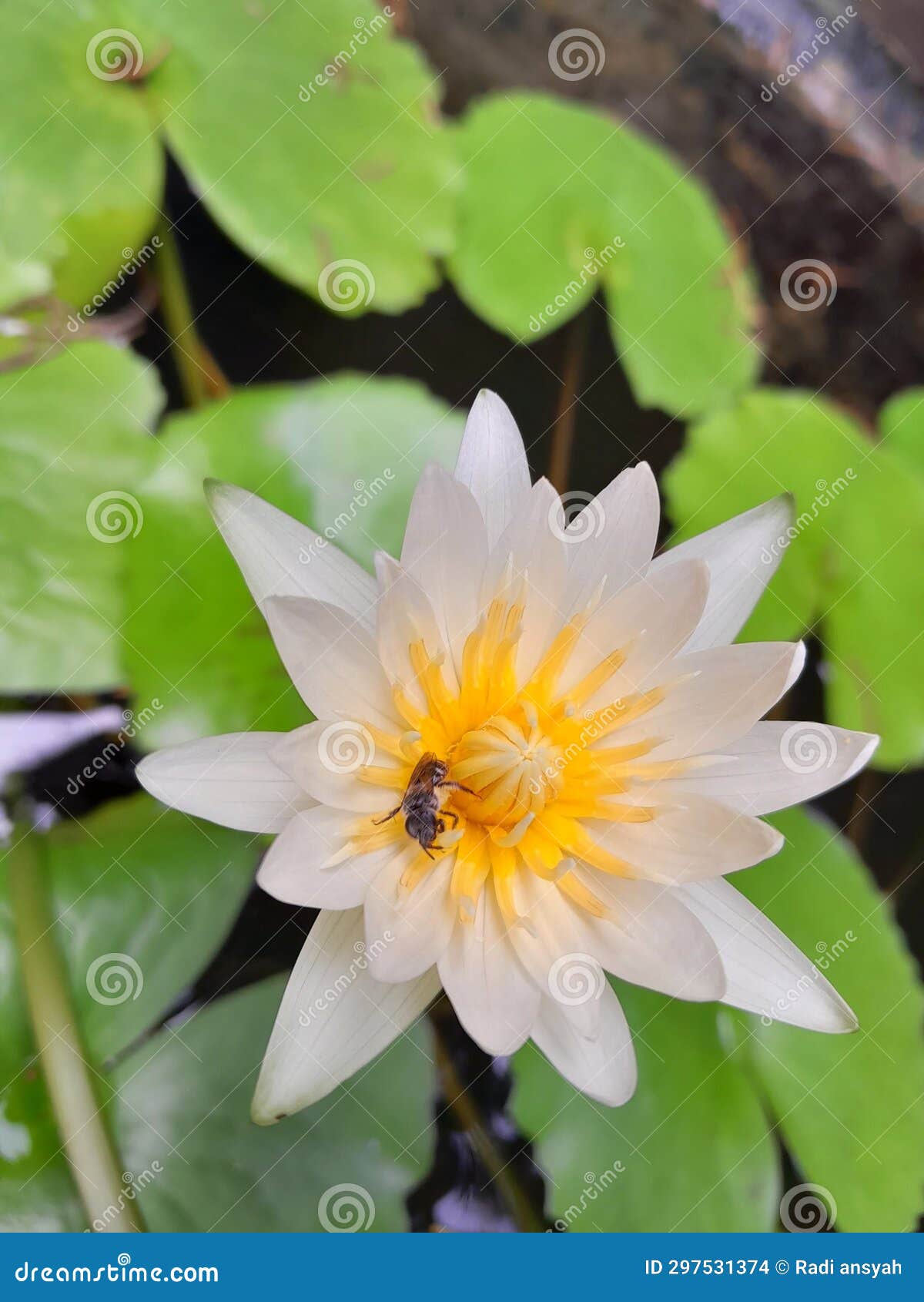Flower Being Step On Royalty-Free Stock Image | CartoonDealer.com #42495604