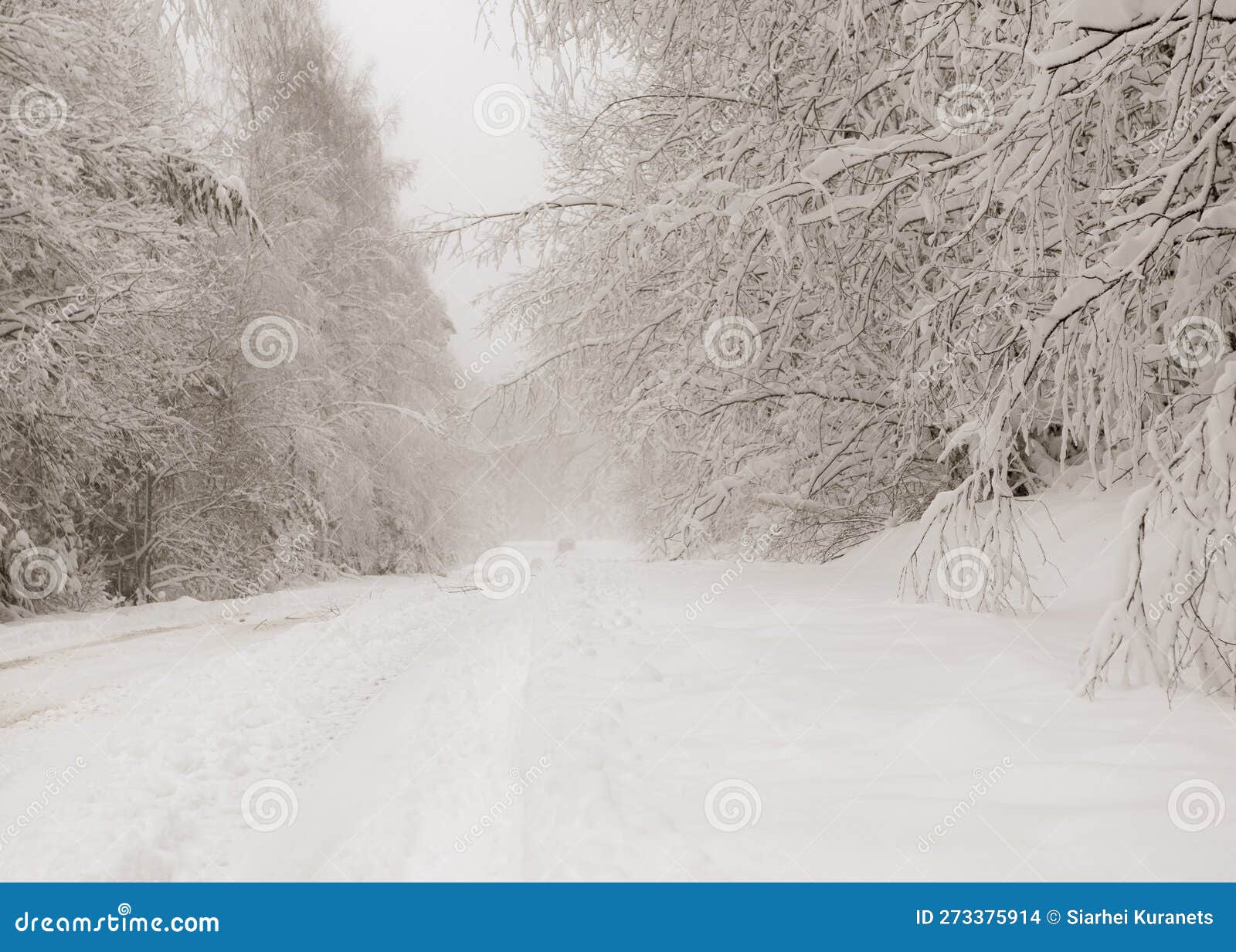 Natural Light. Forest in the Snow Stock Photo - Image of beautiful ...