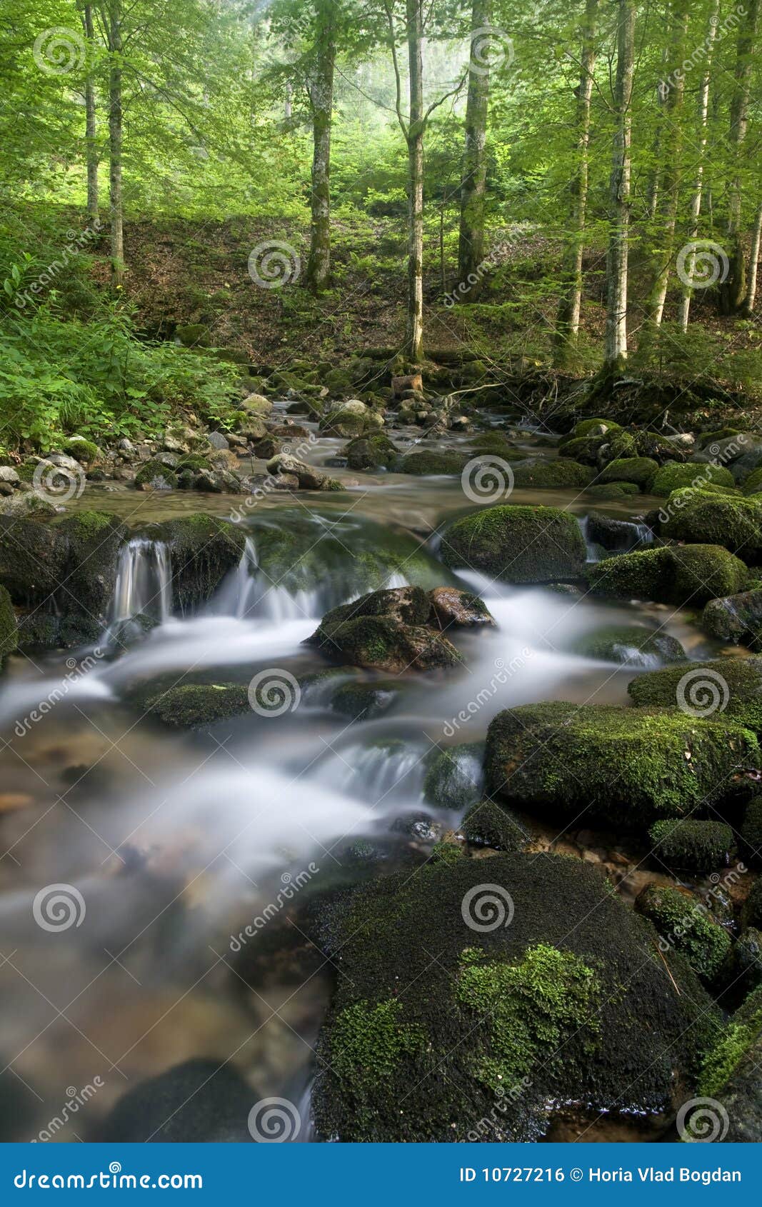 Natural Light in a Forest with a Stream Stock Photo - Image of painting ...