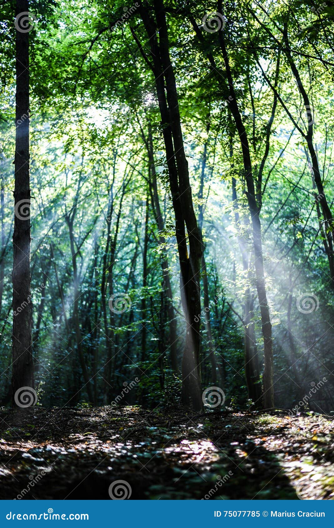 Natural Light in Green Forest Stock Image - Image of colors, forest ...
