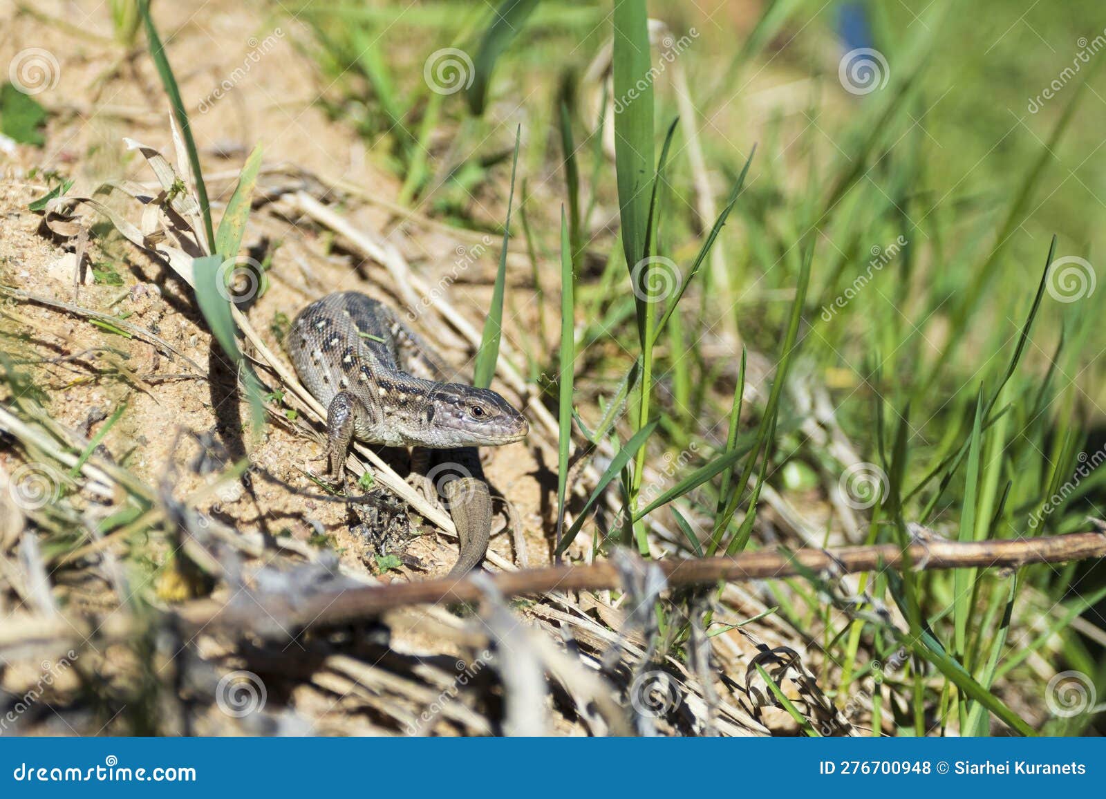 Natural Light. Lizard. in the Natural Habitat. Close-up. Soft Focus ...