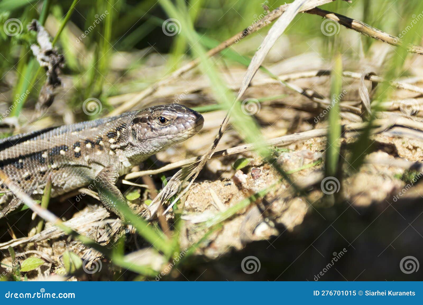 Natural Light. Lizard. in the Natural Habitat. Close-up. Soft Focus ...