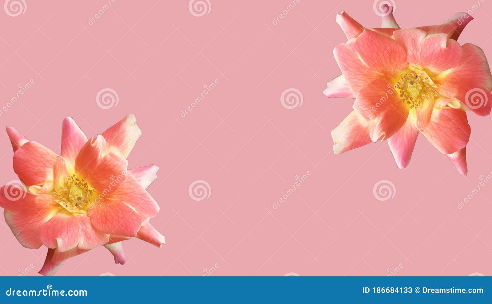 Flower Pattern with Pick Background Stock Image - Image of coffee, item ...