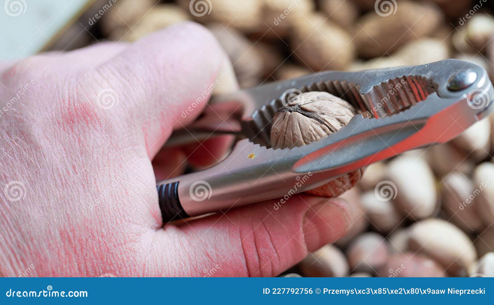Cracking a Walnut in the Nutcracker. Stock Photo - Image of walnut ...