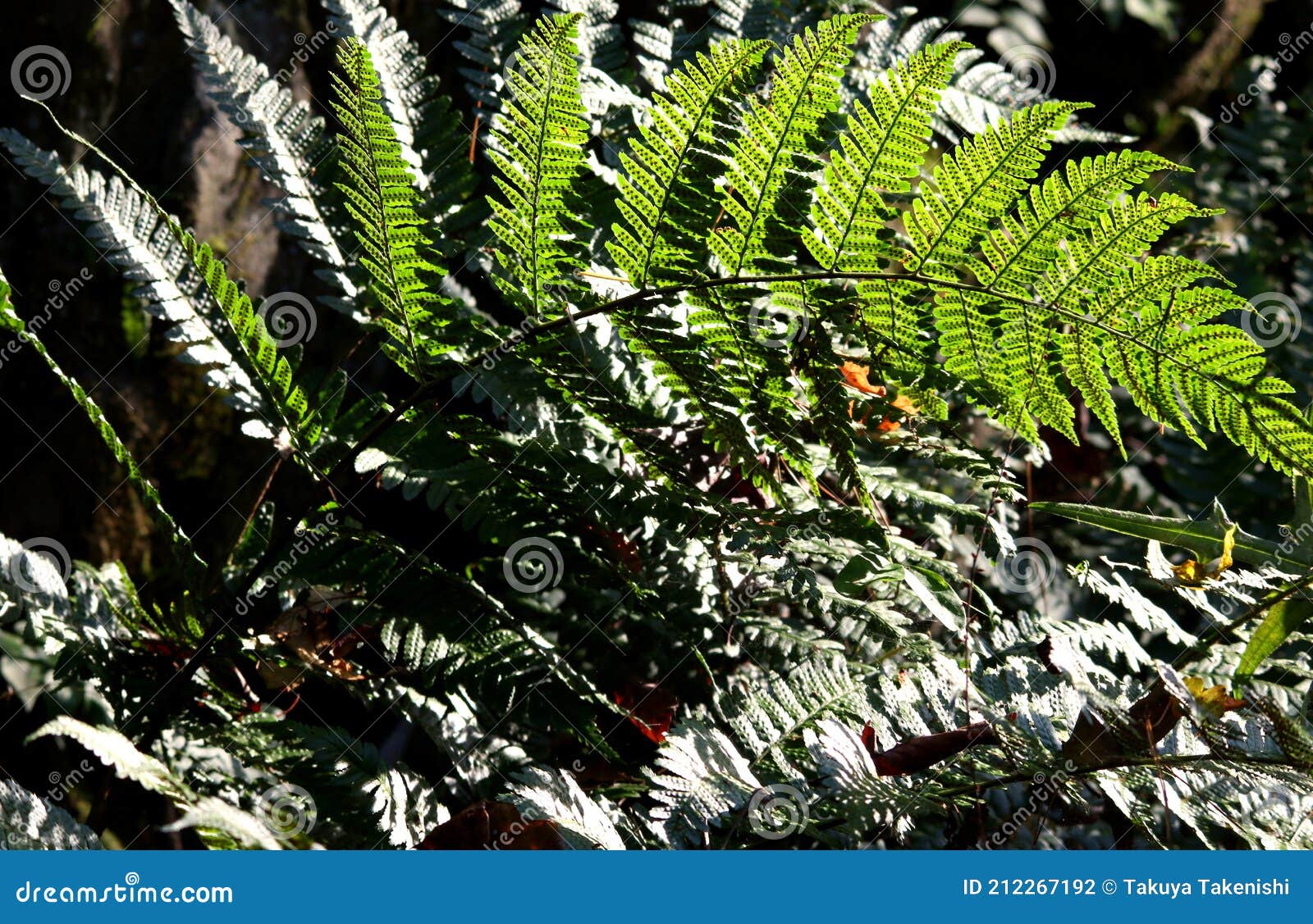Natural Lighting and Reflection with the Leaves Under Natural Light ...