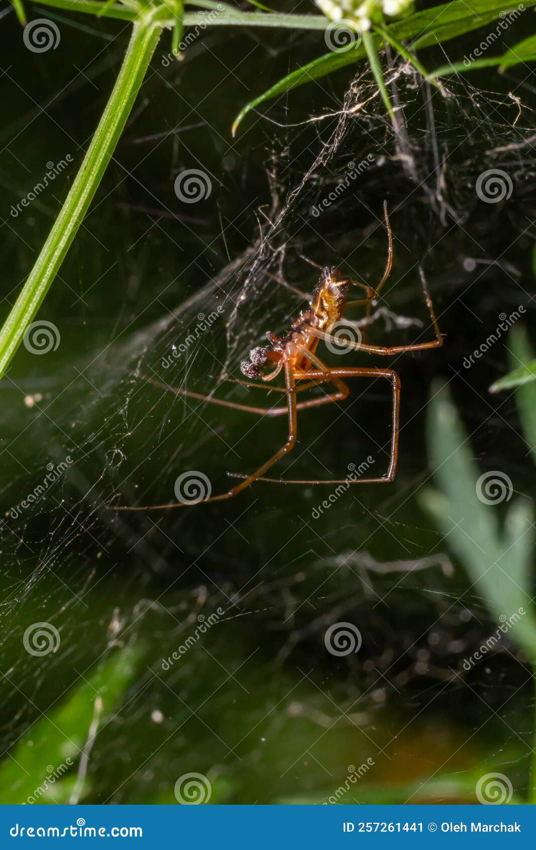 Natural Linyphia Triangularis Spider, Summer Sunny Day Natural ...