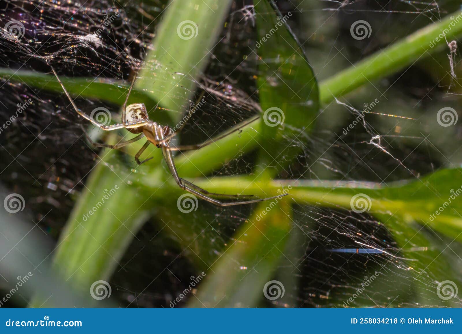 Natural Linyphia Triangularis Spider, Summer Sunny Day Natural ...