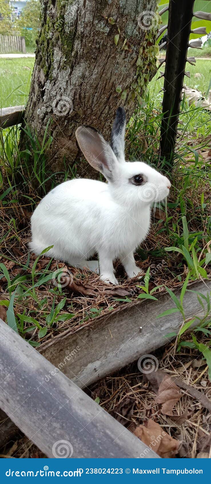 Local Female Rabbit Stock Photos - Free & Royalty-Free Stock Photos ...