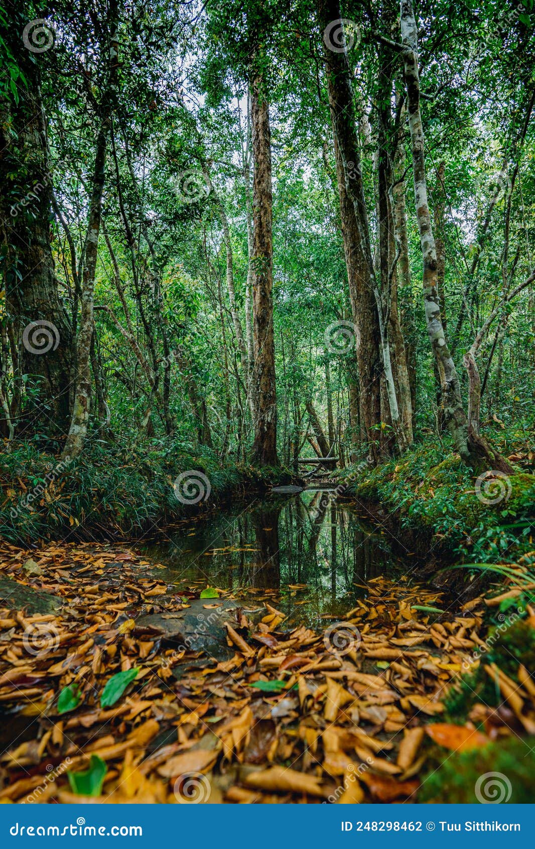Natural Log Bridge on a Stream in the Forest with Dry Leaves Stock ...