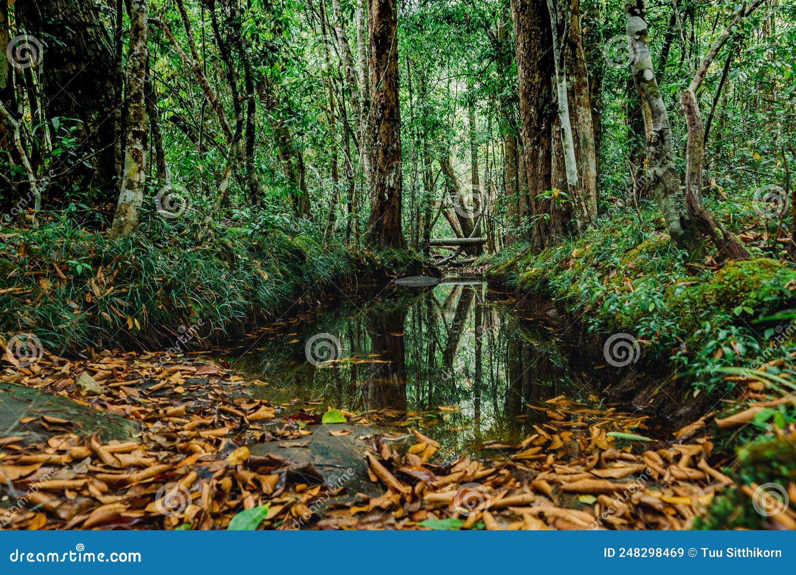 Natural Log Bridge on a Stream in the Forest with Dry Leaves Stock ...