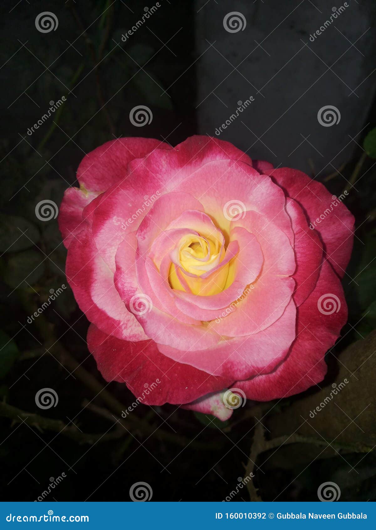 A Natural Looking in the Red Rose Flower Stock Photo - Image of ...