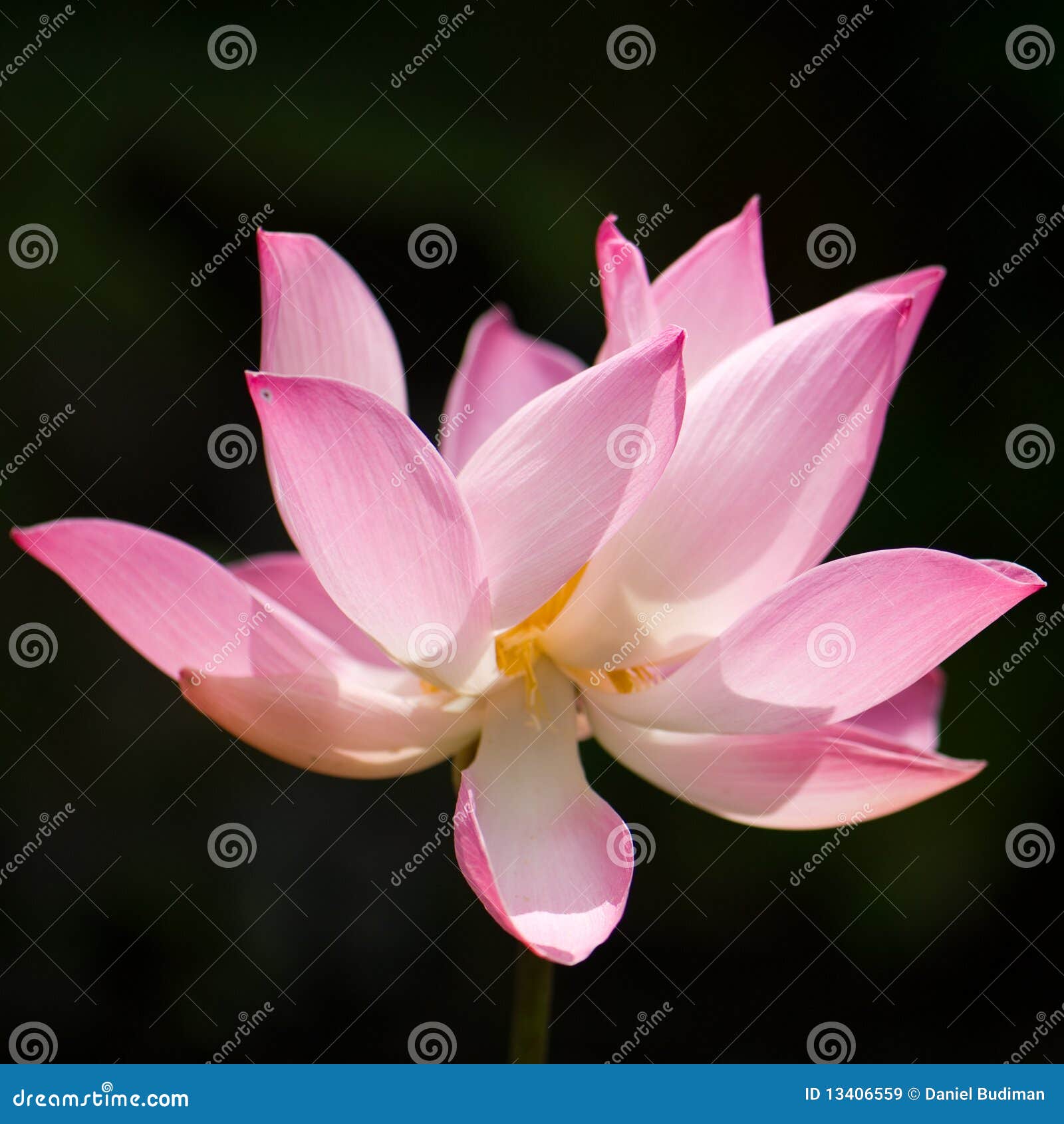 Natural lotus blooms stock image. Image of beauty, pink - 13406559