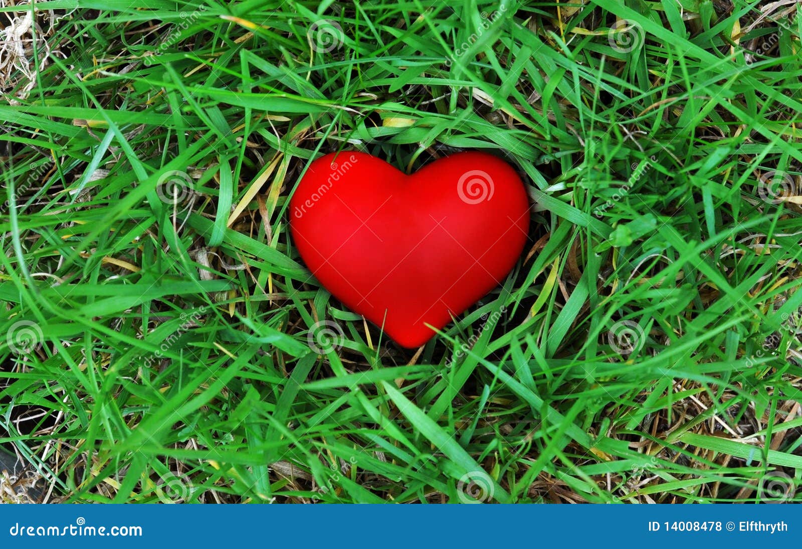 Natural love stock photo. Image of wedding, green, protect - 14008478