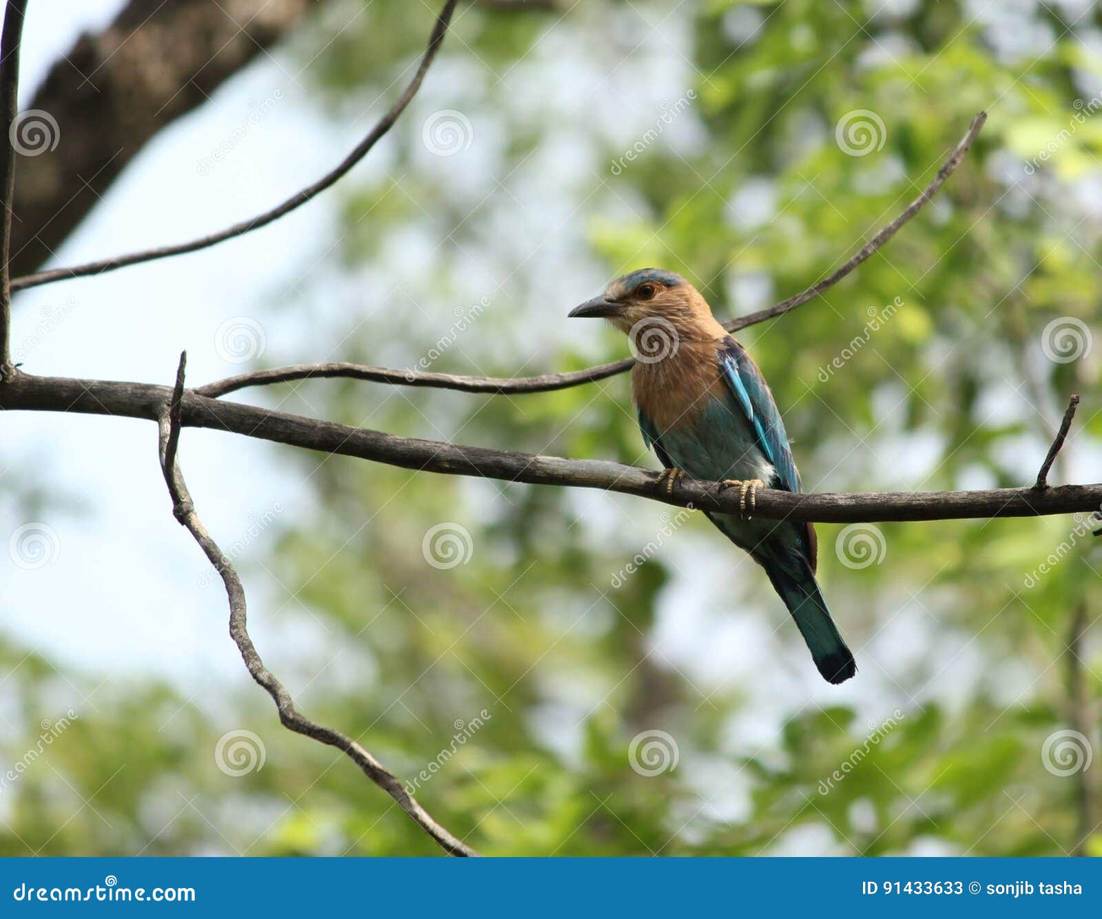 Natural love stock image. Image of natural, mind, love - 91433633