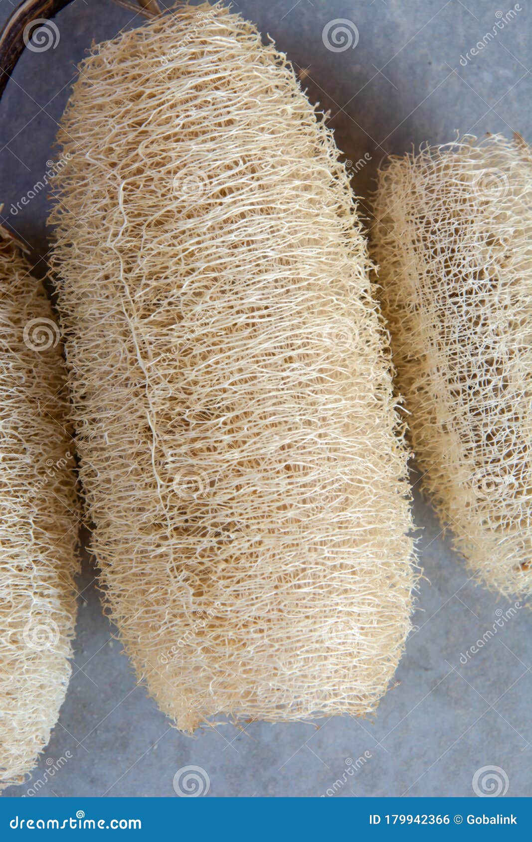 Luffa stock photo. Image of clean, lufah, lufa, luff - 179942366