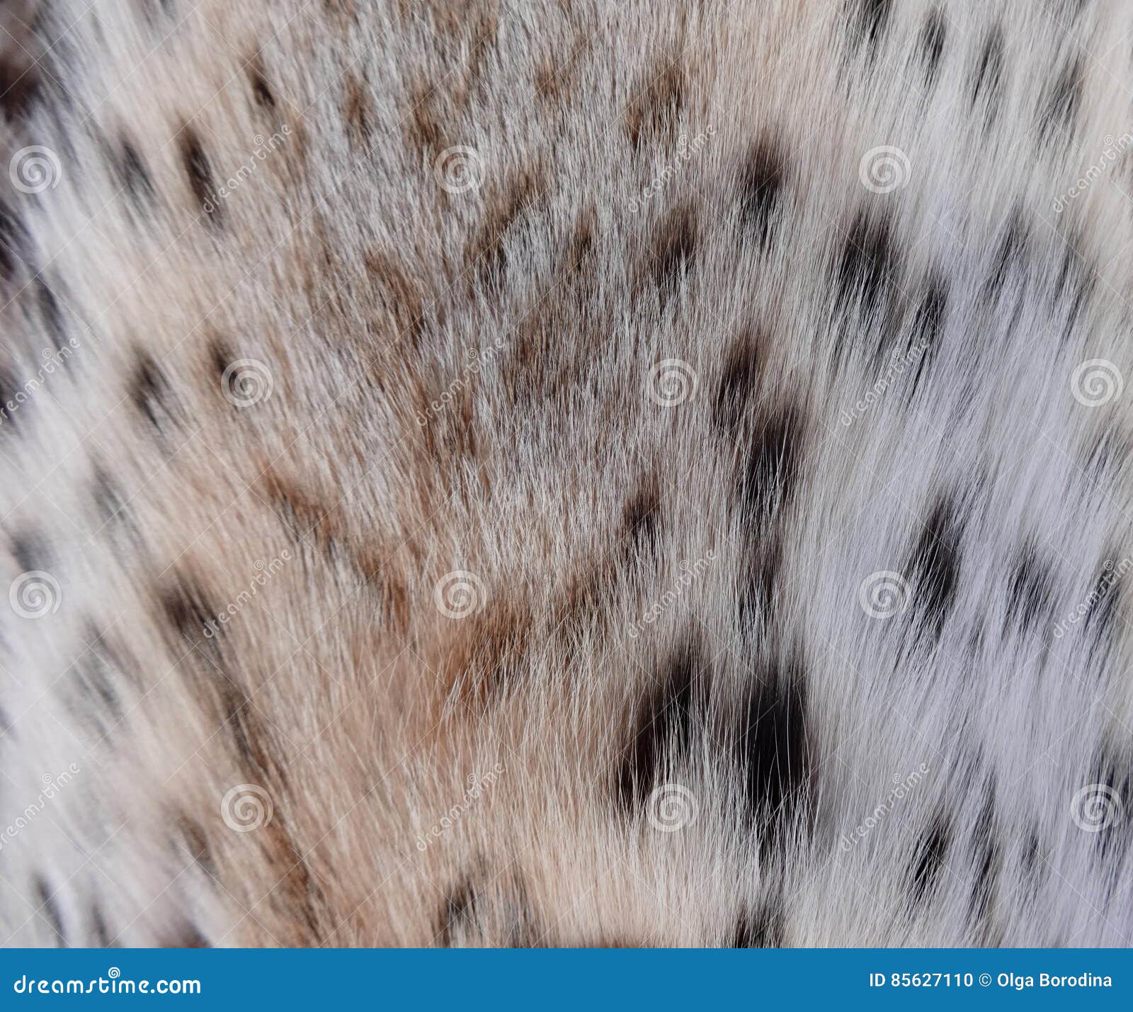 Natural lynx fur stock photo. Image of design, honey - 85627110
